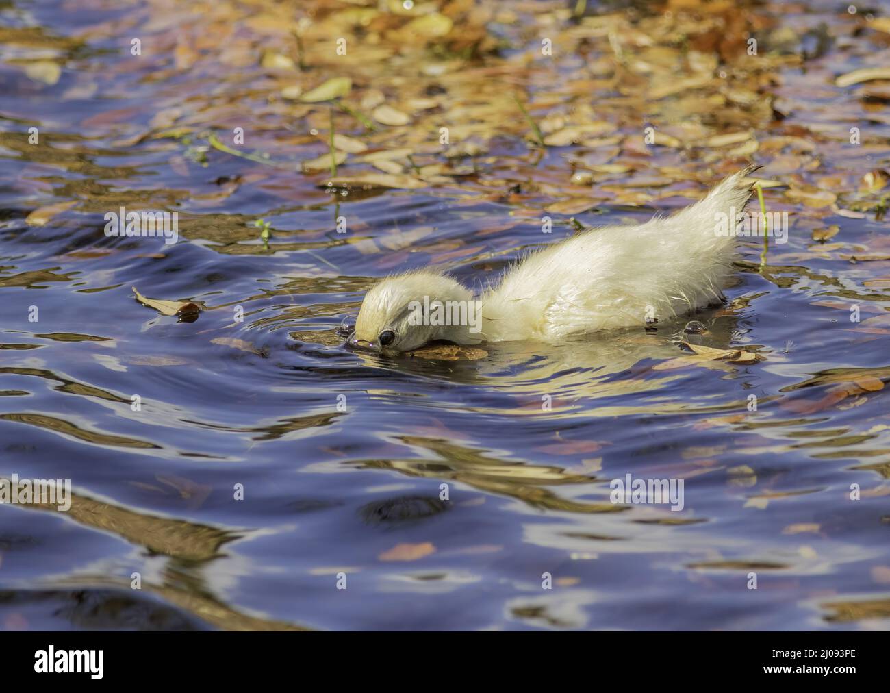 Small white duck hi-res stock photography and images - Alamy
