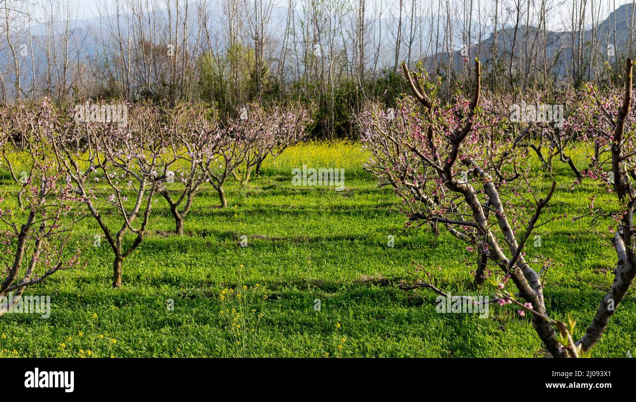 Peach fruit orchard hi-res stock photography and images - Alamy