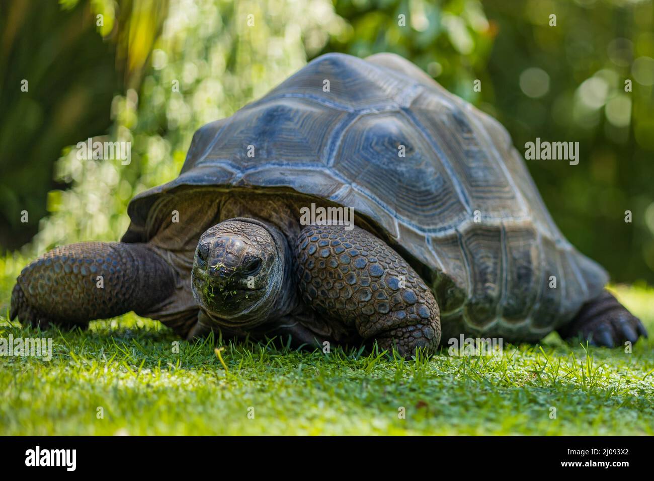 Shot of a tortoise walking Stock Photo - Alamy