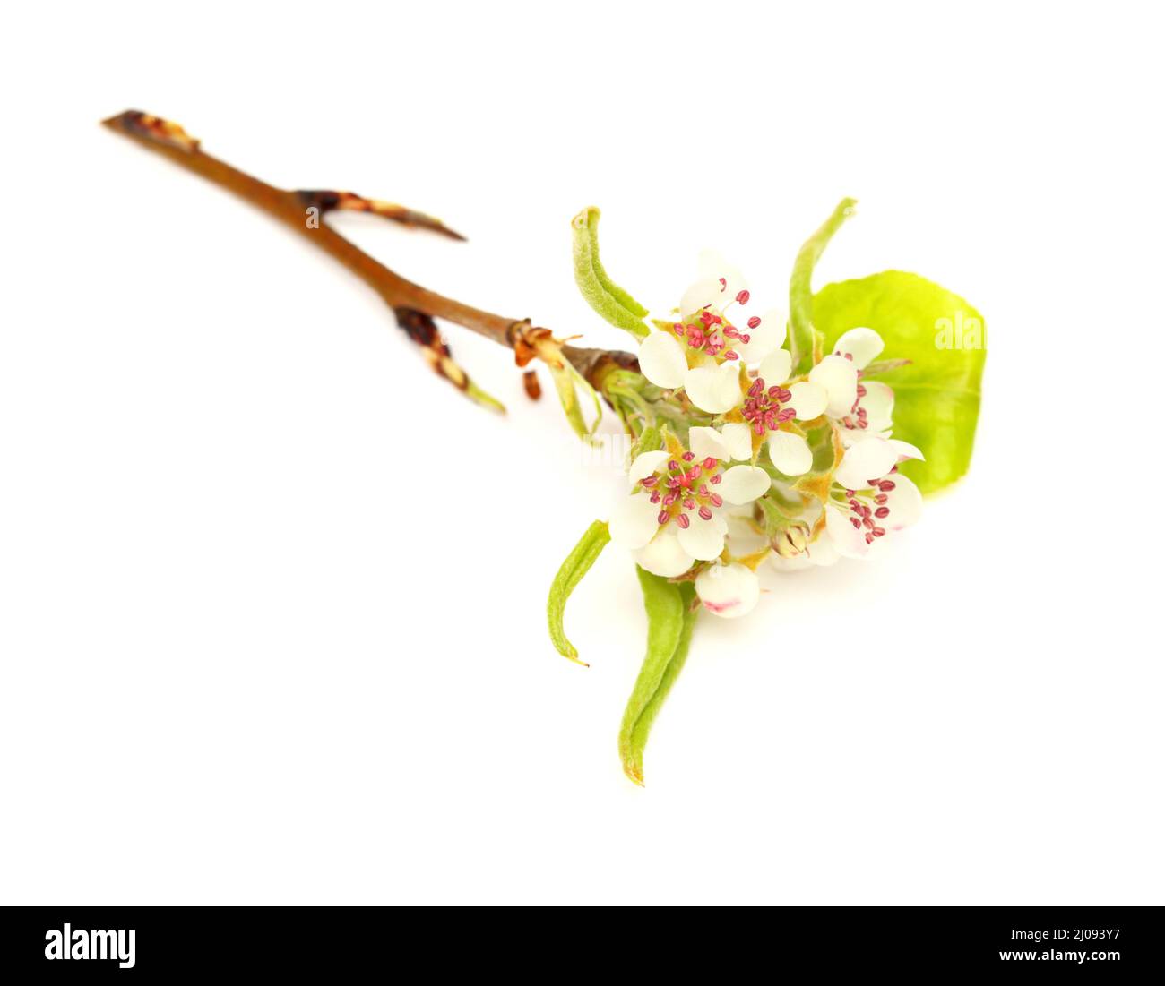 Horticulture of Gran Canaria - White flowers of pear tree isolated ...