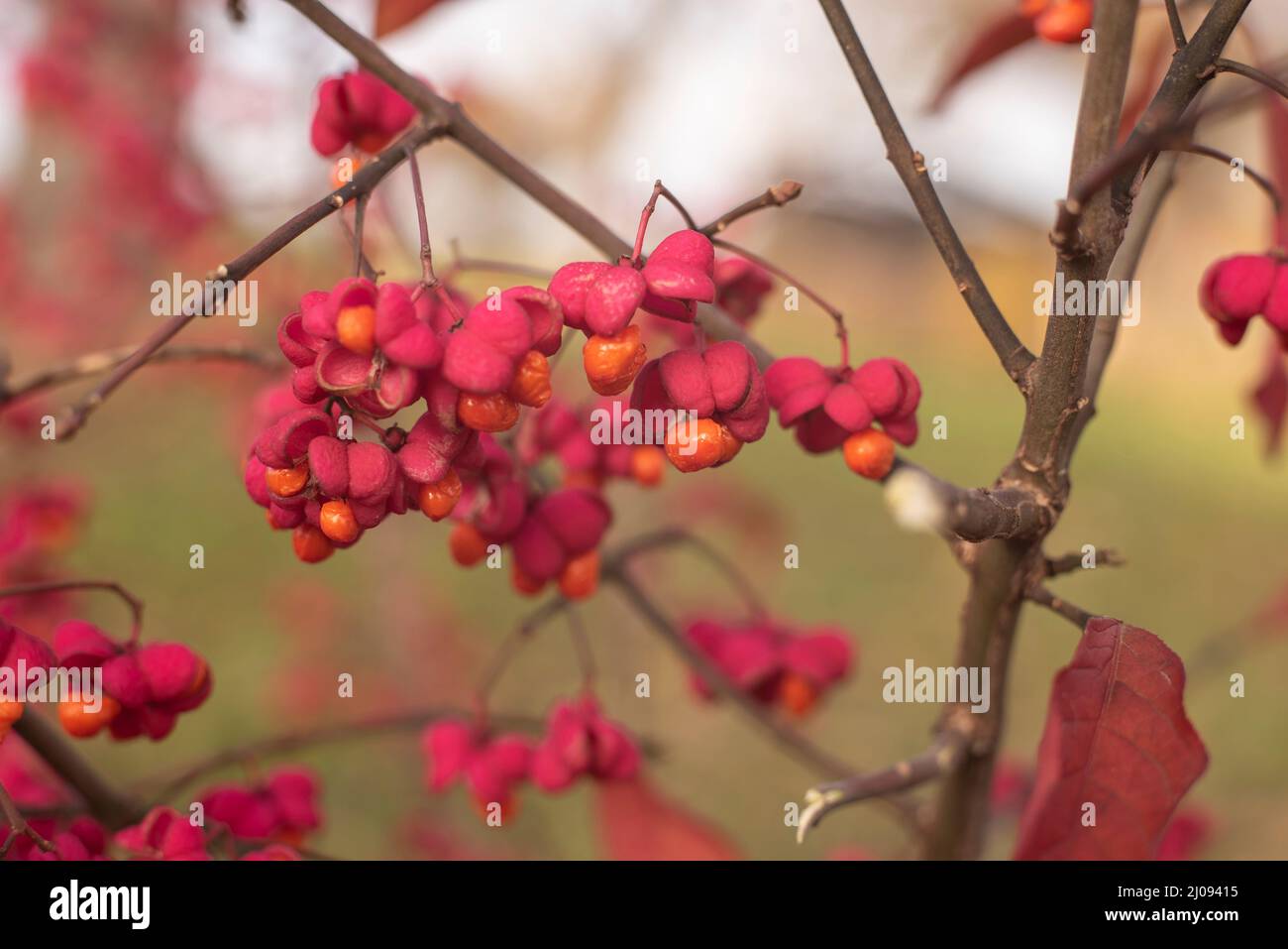 close-up of the twigs of a spindle tree in autumn with pink flowers and ...