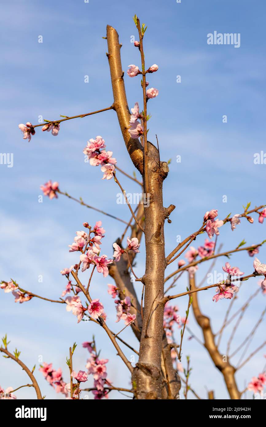 Flowering branch of peach fruit tree Stock Photo - Alamy