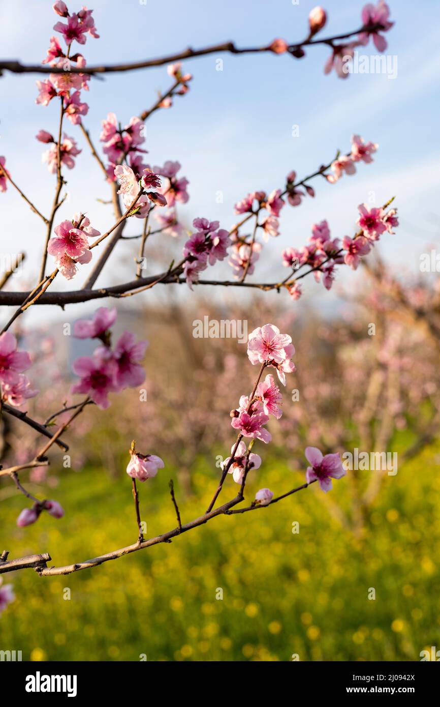 Peach trees in blossom hi-res stock photography and images - Alamy