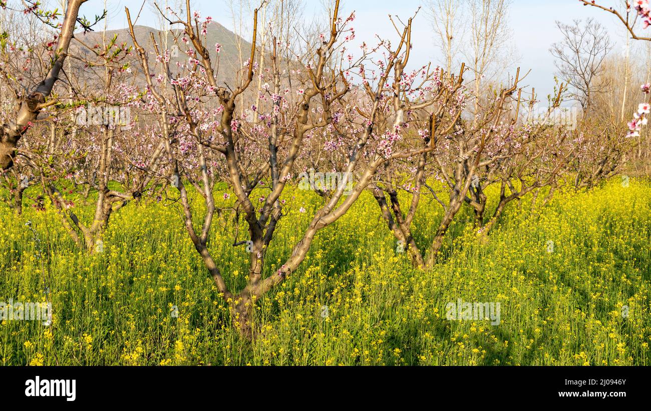 Mustard crop growing in the peach orchard Stock Photo - Alamy