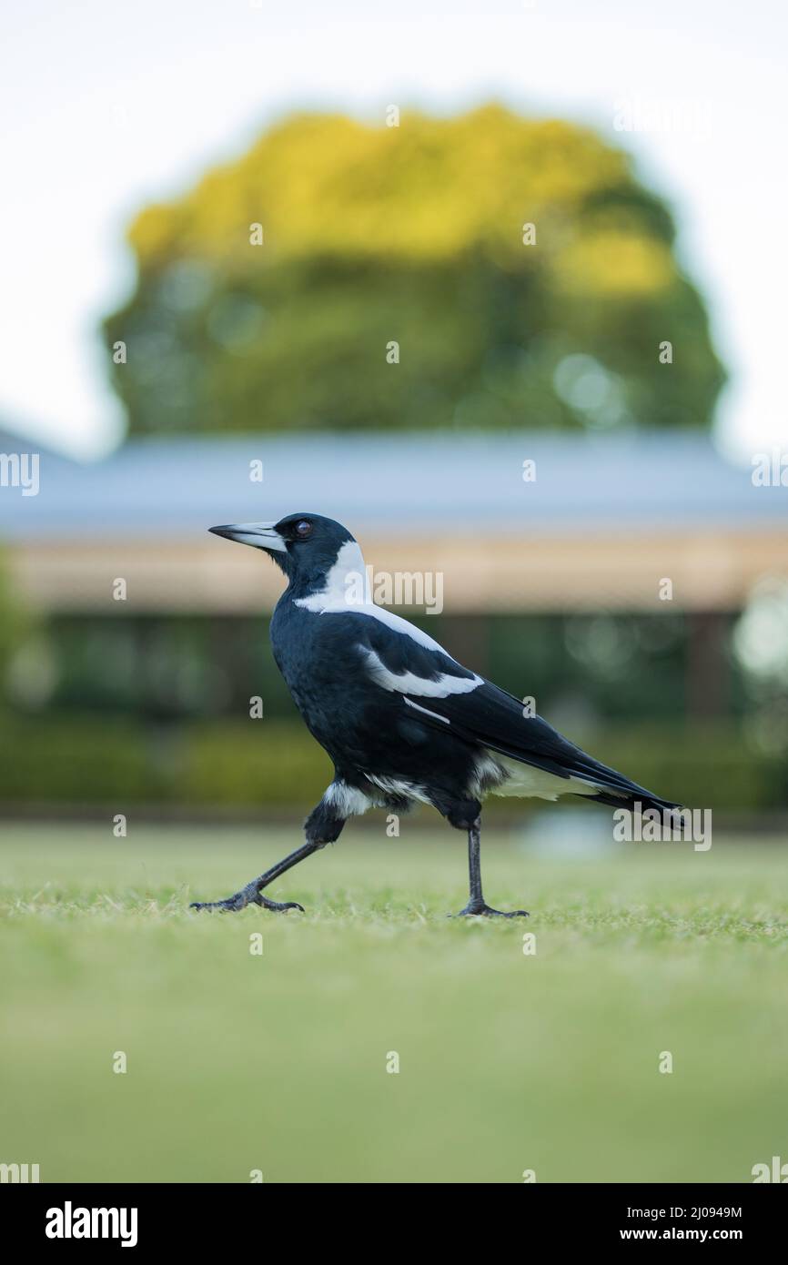 Magpie walking hi-res stock photography and images - Alamy