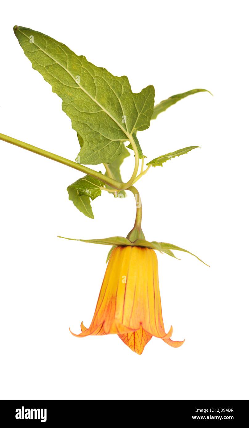 Semillas Canarina Canariensis Canarina Canariensis, La Flor De Canarias ...