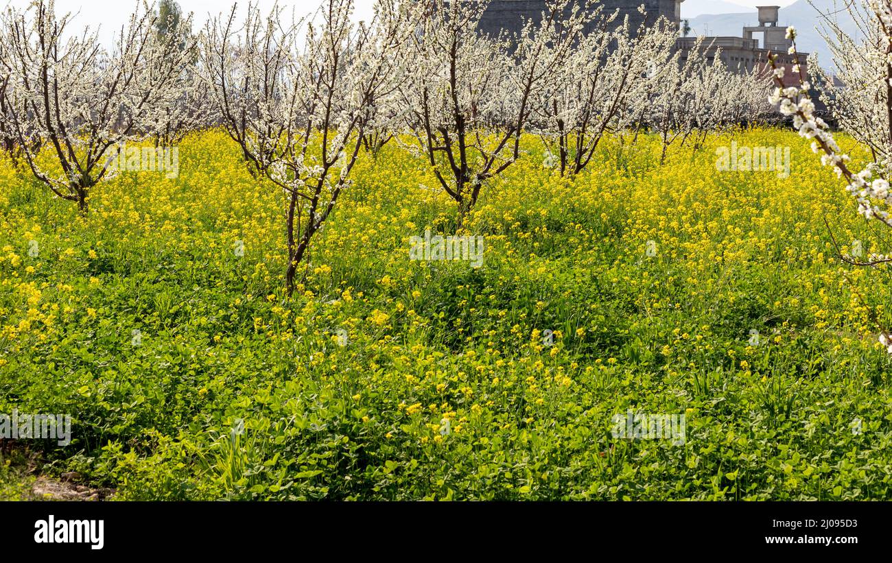 Plum fruit trees blooming in spring with a mustard crop in the field ...