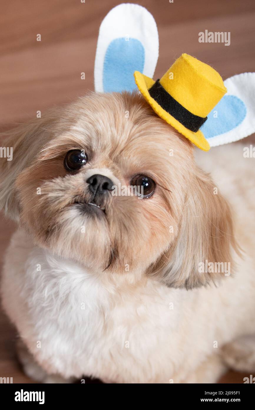 Easter-themed closeup portrait of a cute Shih Tzu dog with bunny ears ...