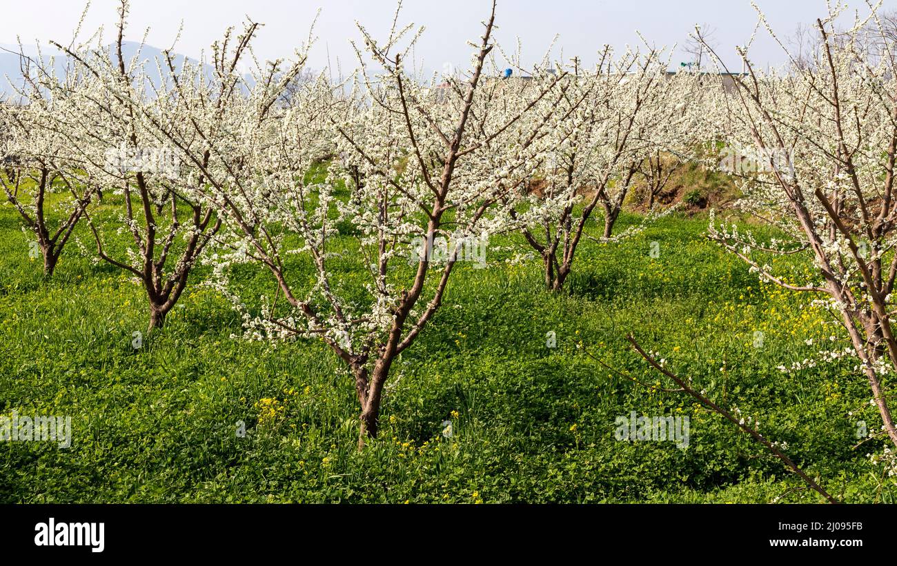 Plum fruit orchard small trees flowering in spring Stock Photo - Alamy