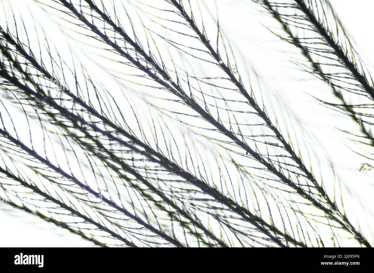 Feather from a pillow under a microscope, magnification of 40 times ...