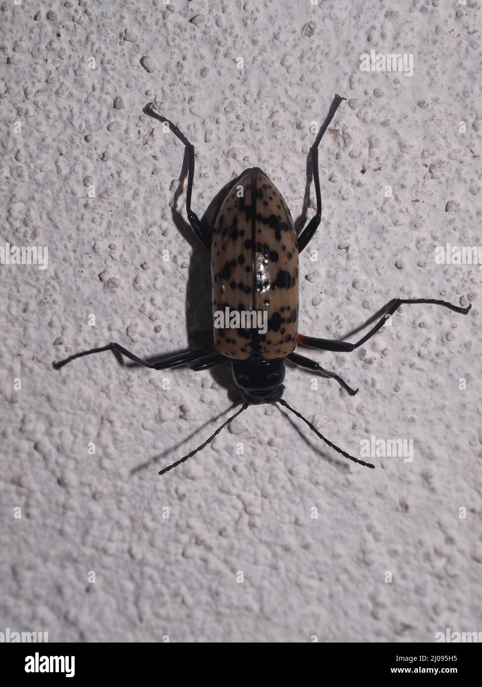 a green and black tropical beetle (order Coleoptera) isolated on a ...