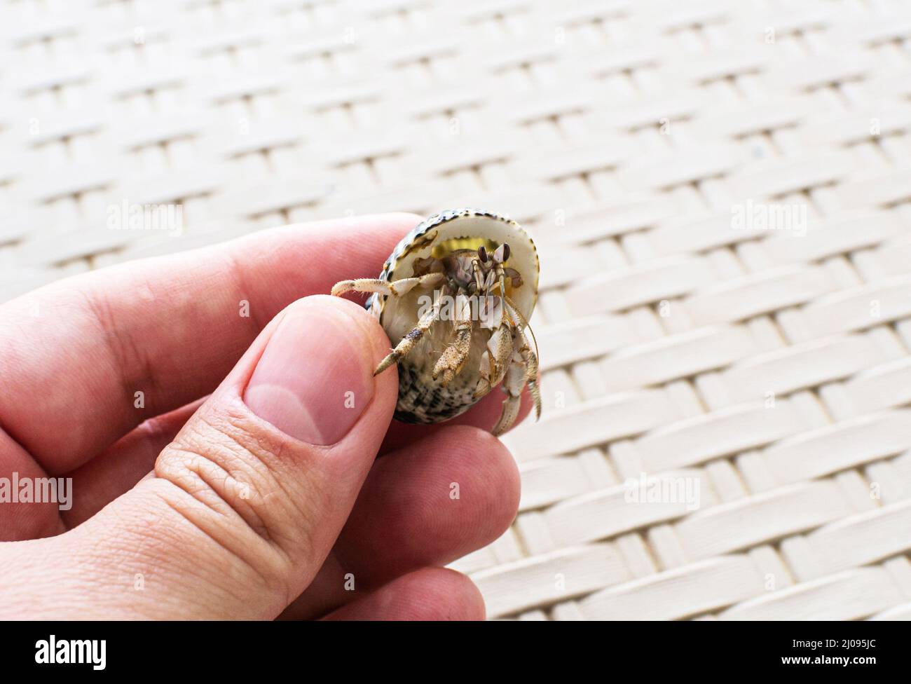 Small cute hermit crab in hand close up in Sharm ash Sheikh, Egypt ...