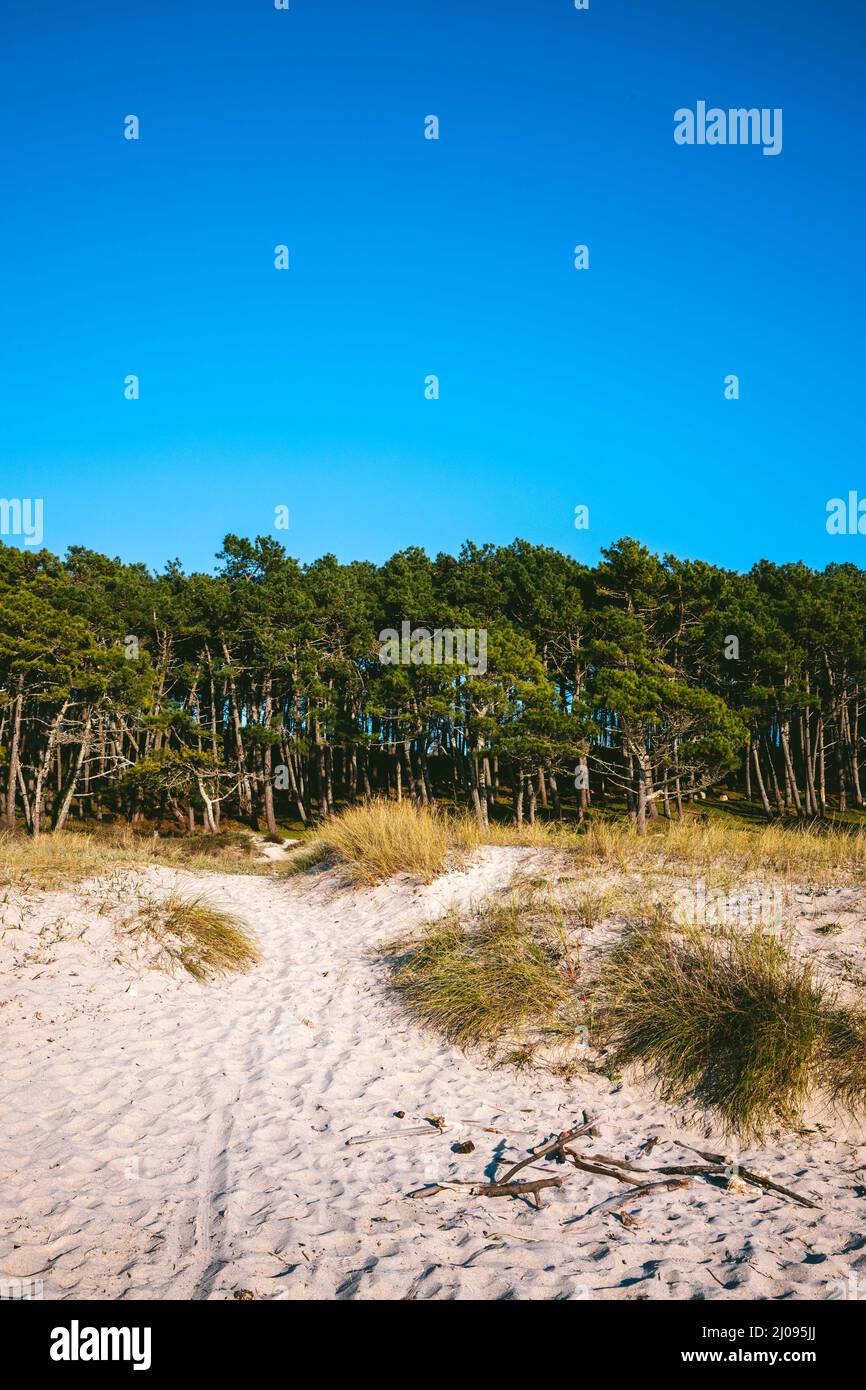 Vertical shot of a sandy path leading to a green forest Stock Photo - Alamy