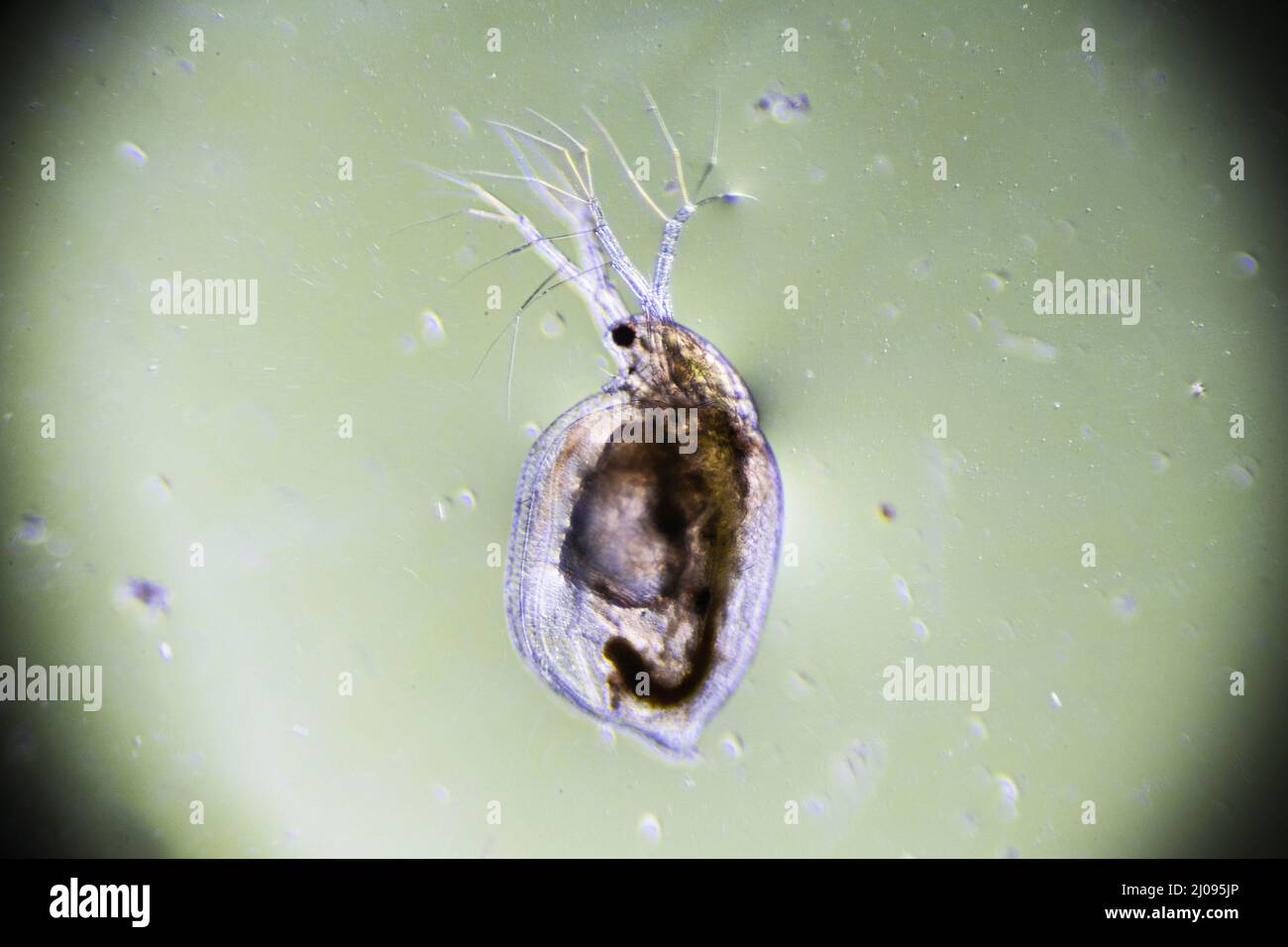 Microscopic crustacea hi-res stock photography and images - Alamy