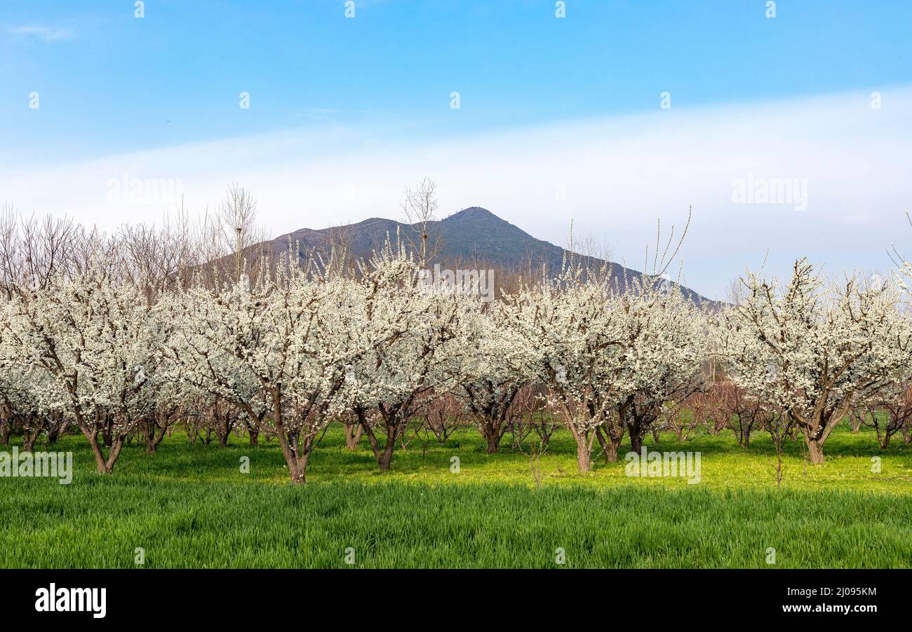 Plum flowers bloom hi-res stock photography and images - Alamy