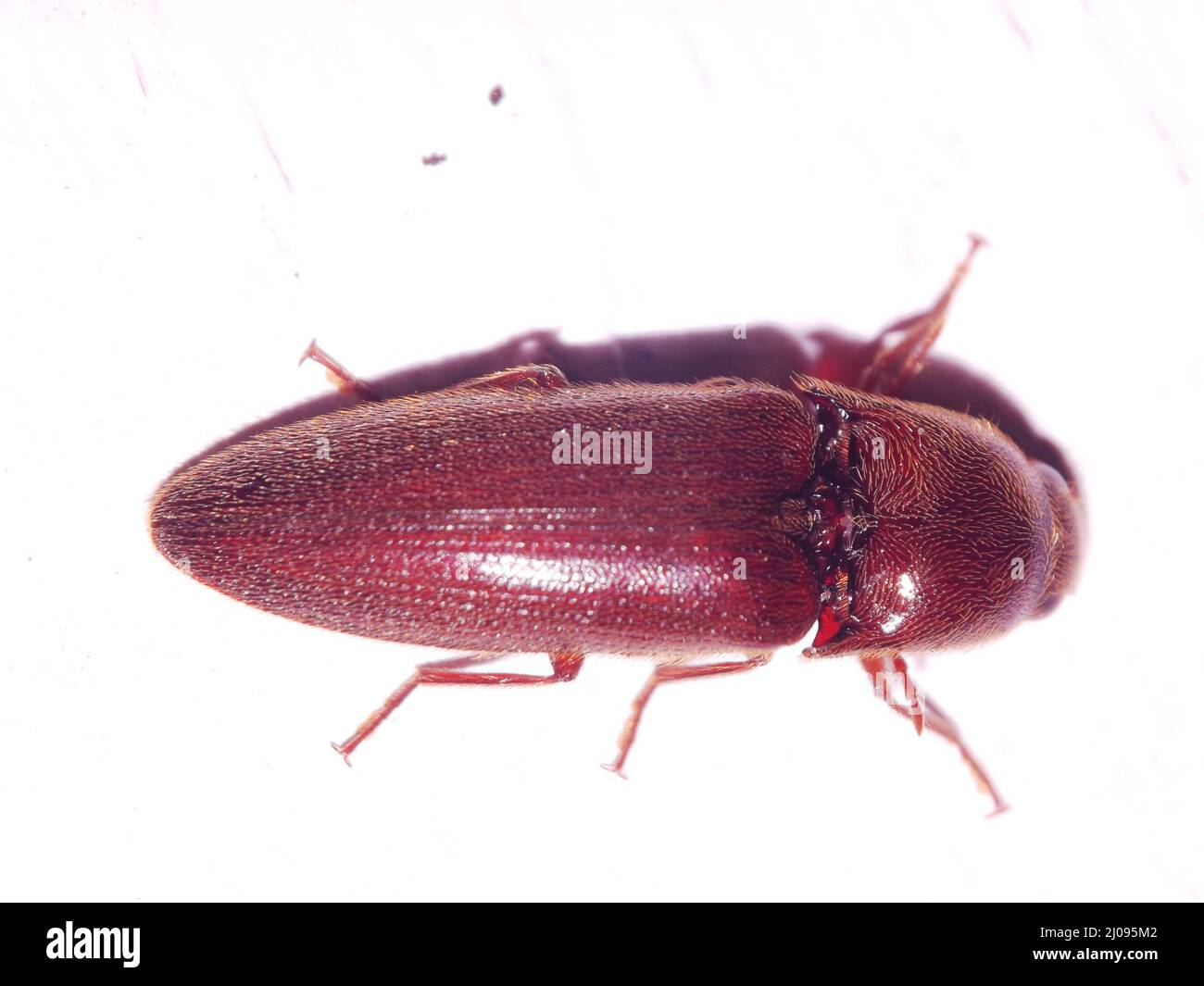 Tropical beetle orange beetle Cut Out Stock Images & Pictures - Alamy