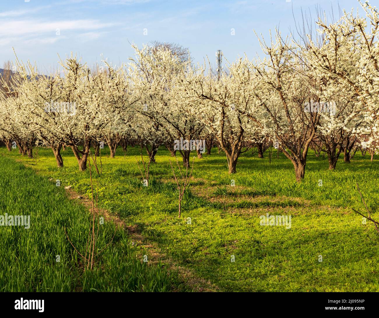 Early fruiting variety hi-res stock photography and images - Alamy