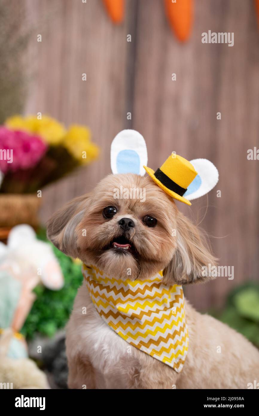 Easter-themed closeup portrait of a cheerful Shih Tzu dog with bunny ...