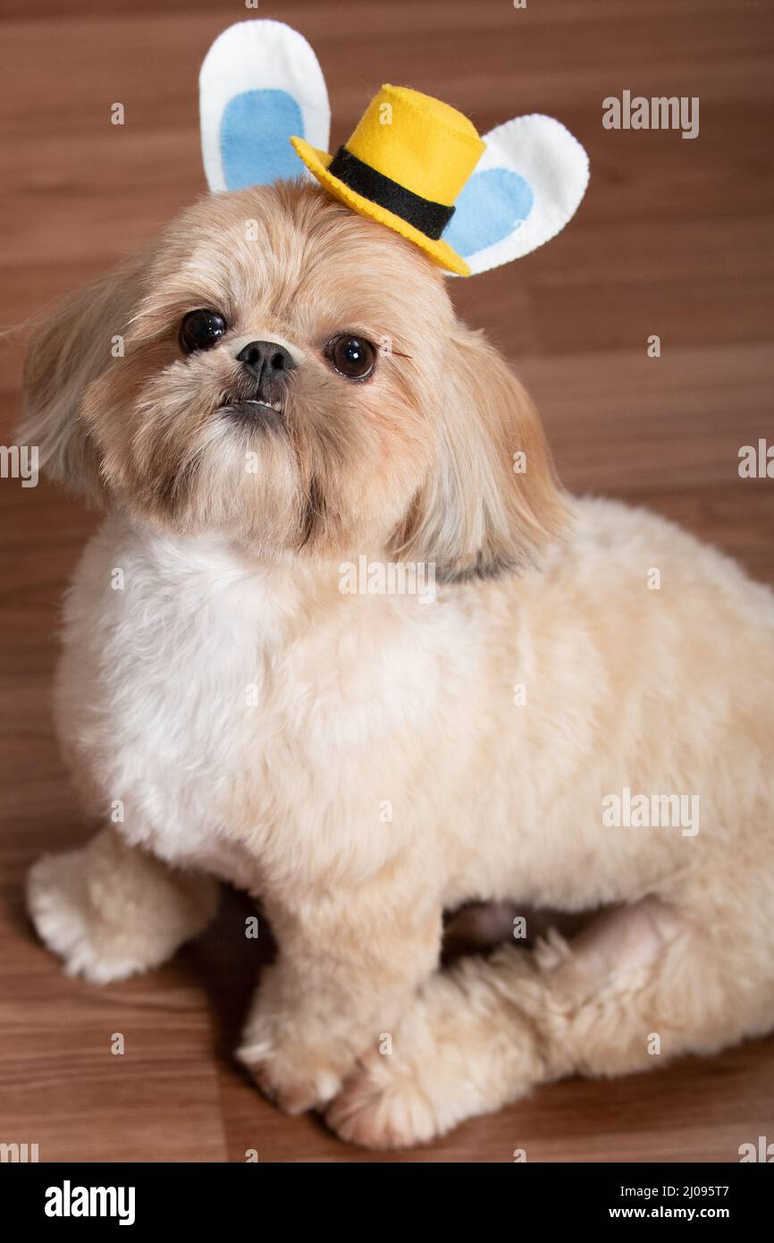Easter-themed closeup portrait of a cute Shih Tzu dog with bunny ears ...