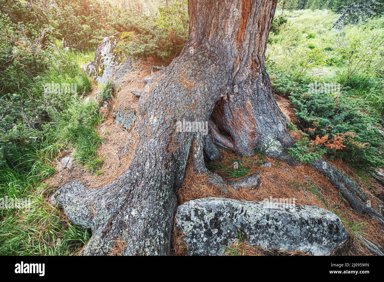 A powerful root system of a pine tree in a dense forest. Ecosystem and ...