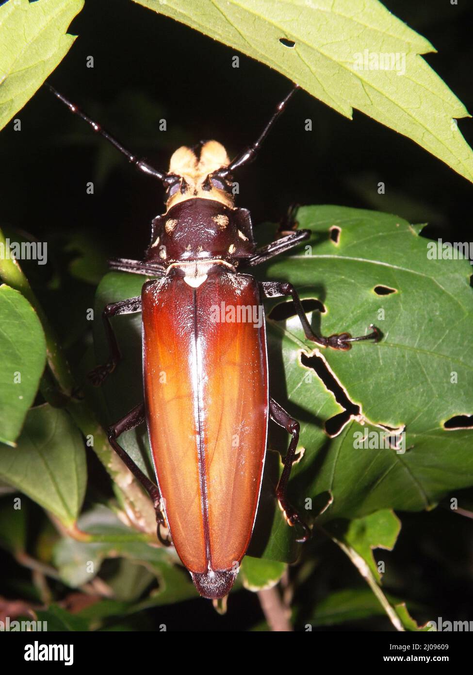 flat-faced longhorn beetle (Callipogon barbatus) isolated on a green ...