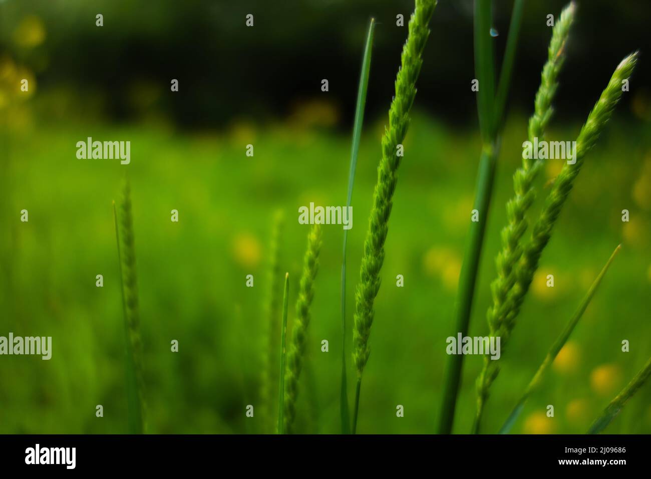 multiple stems of wild grass flowering with seeds and isolated on a ...