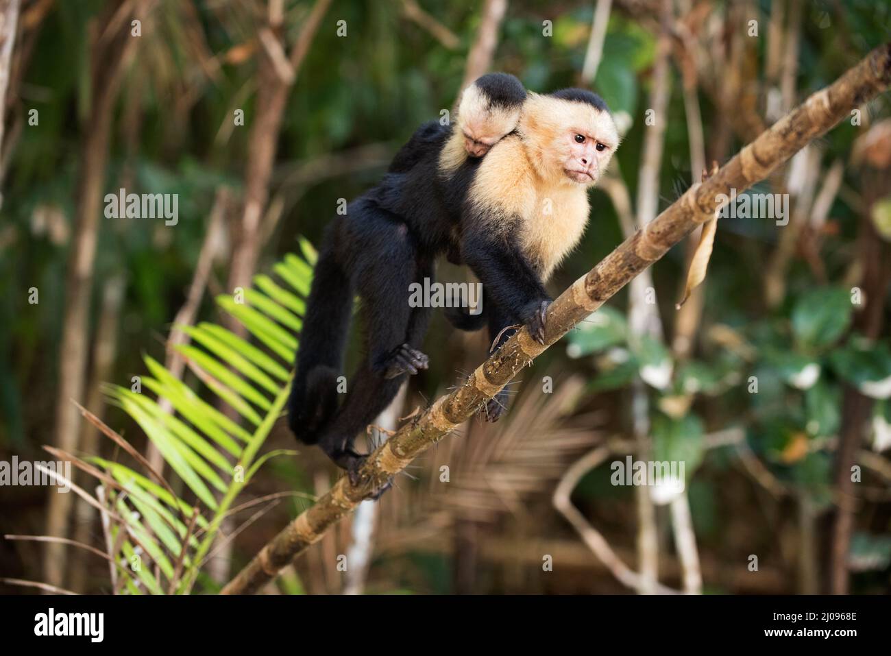 Female white-faced capuchin walking on a branch with her baby on her ...