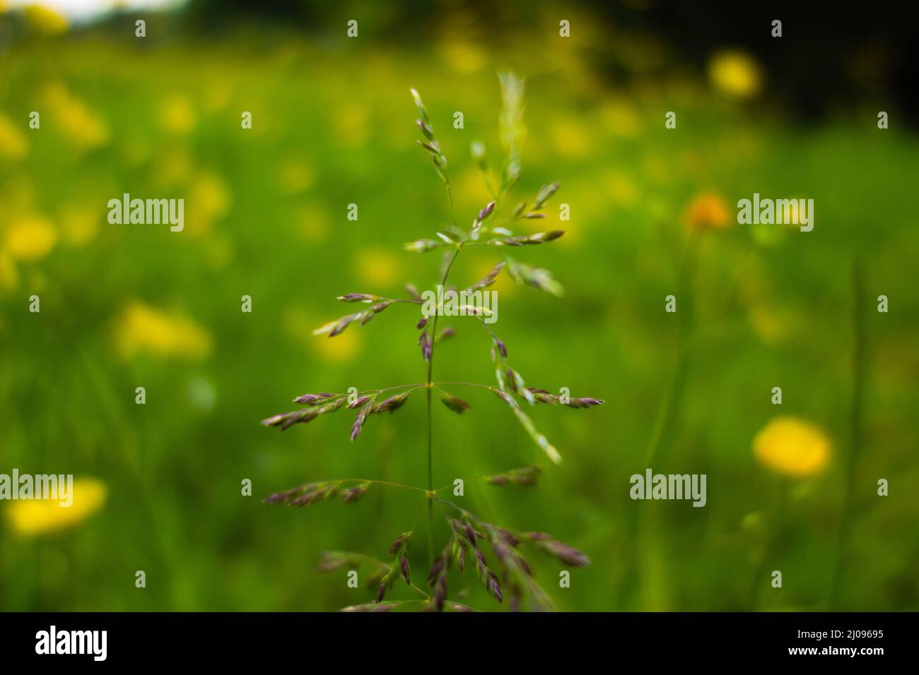 single stem of wild grass flowering with seeds and isolated on a ...