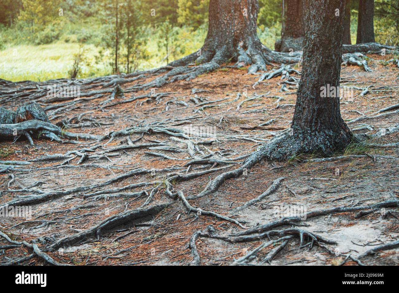 A powerful root system of a pine tree in a dense forest. Ecosystem and ...