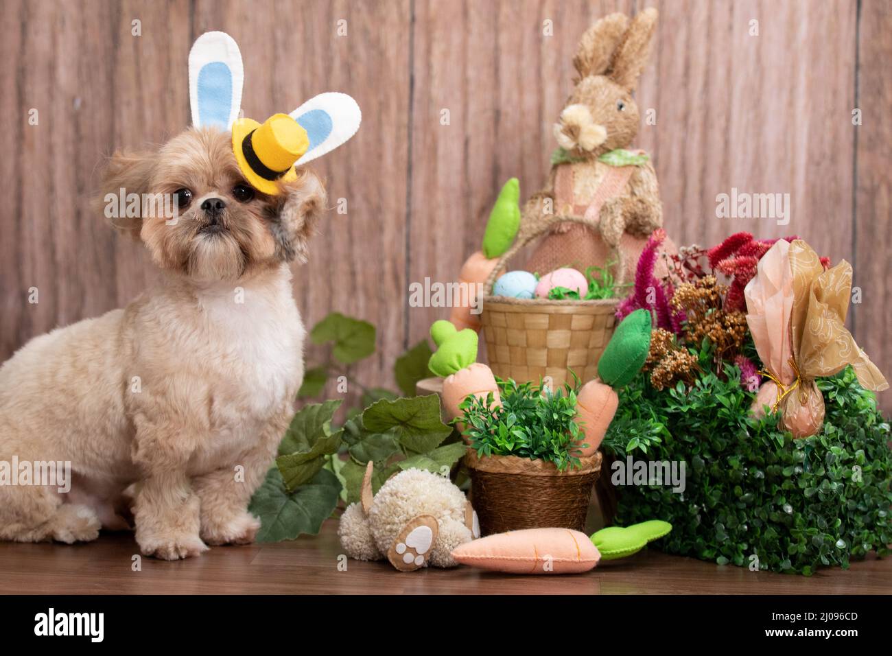 Beautiful shot of an Easter-themed Shih Tzu dog posing for the camera ...