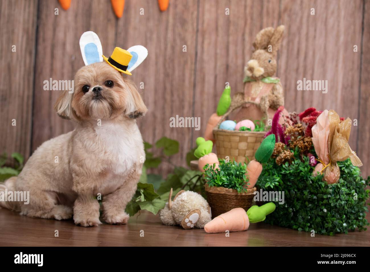 Puppy with easter theme hi-res stock photography and images - Alamy