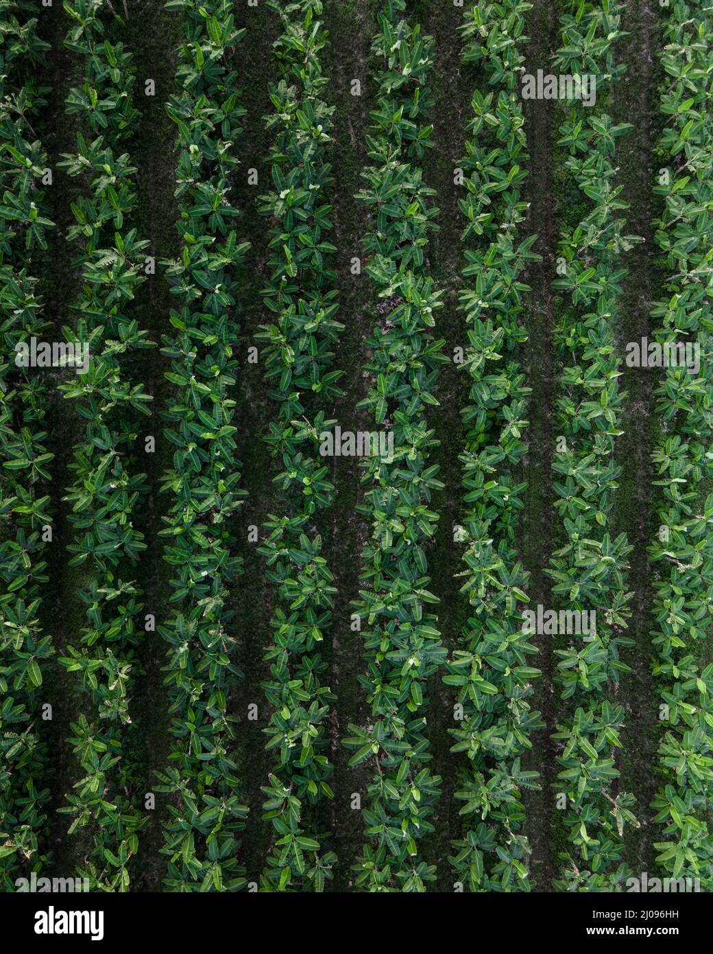 Top view of green banana plantations Stock Photo - Alamy