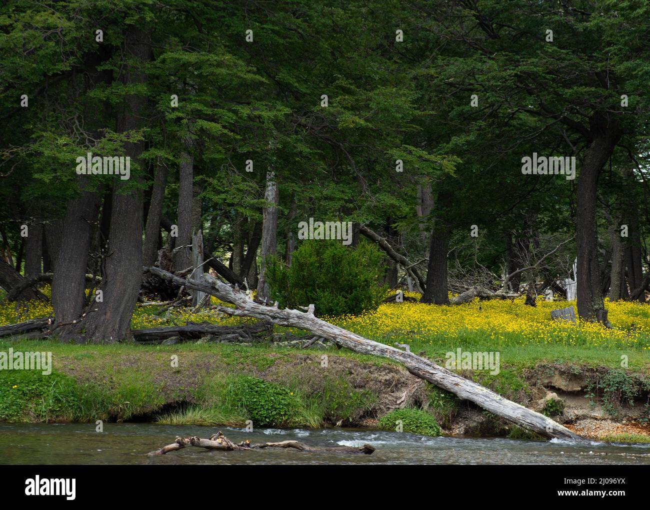 Tree trunk partially in a river in the forest Stock Photo - Alamy