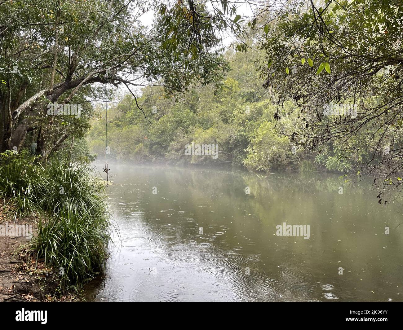 Beautiful view of green river surrounded by trees and bushes in rainy ...
