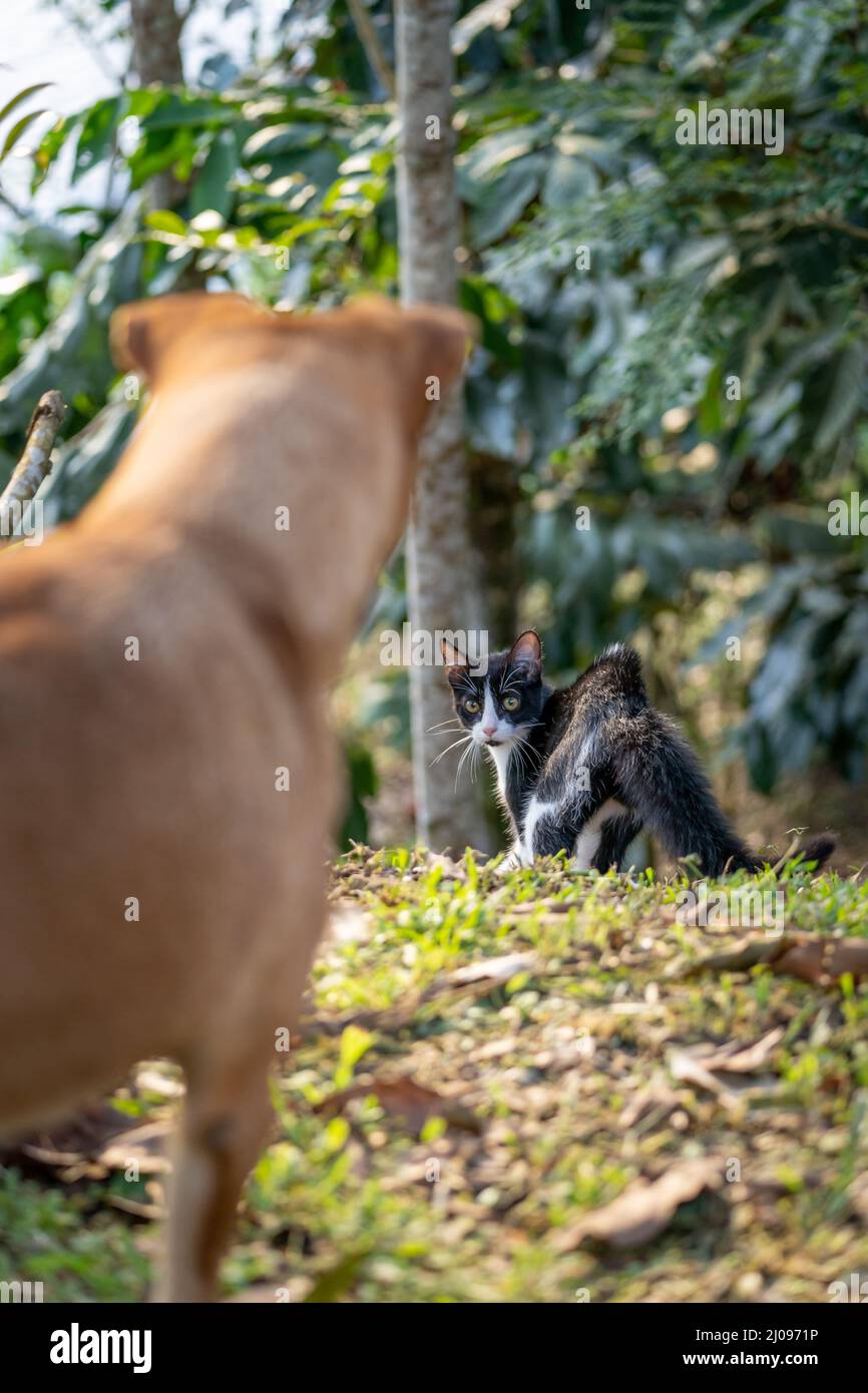 Cat scared of dog hi-res stock photography and images - Alamy