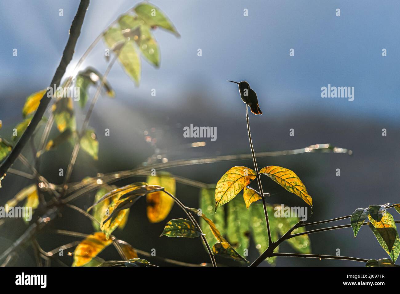 View of a beautiful hummingbird on a tree branch in a forest Stock ...