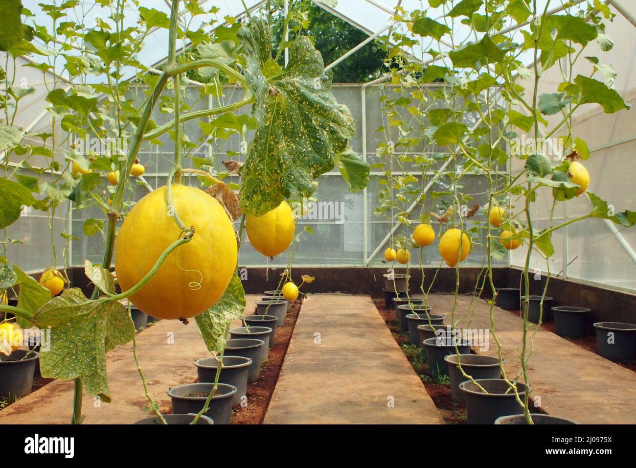 Honeydew melon growing hi-res stock photography and images - Alamy