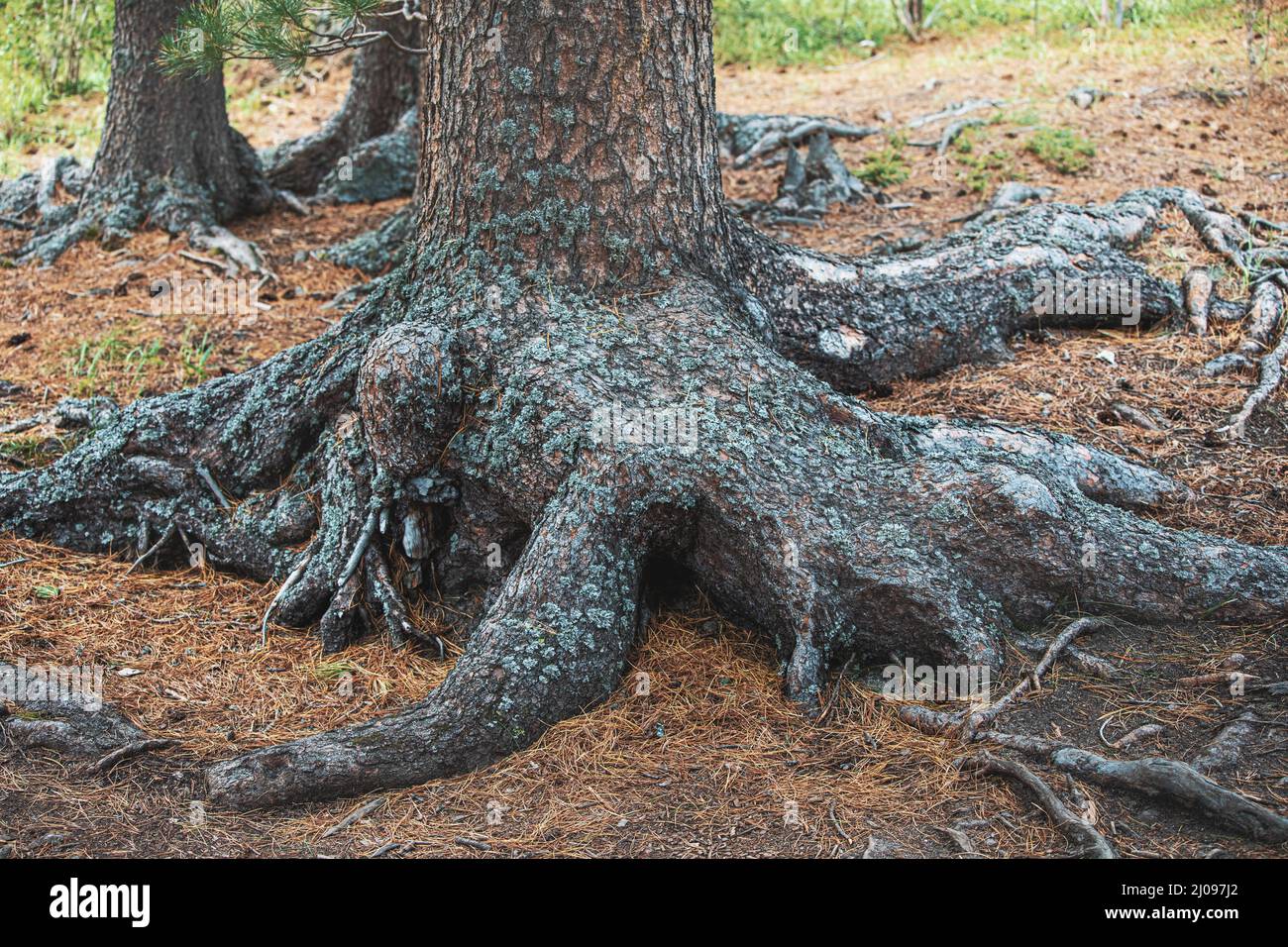 A powerful root system of a pine tree in a dense forest. Ecosystem and ...
