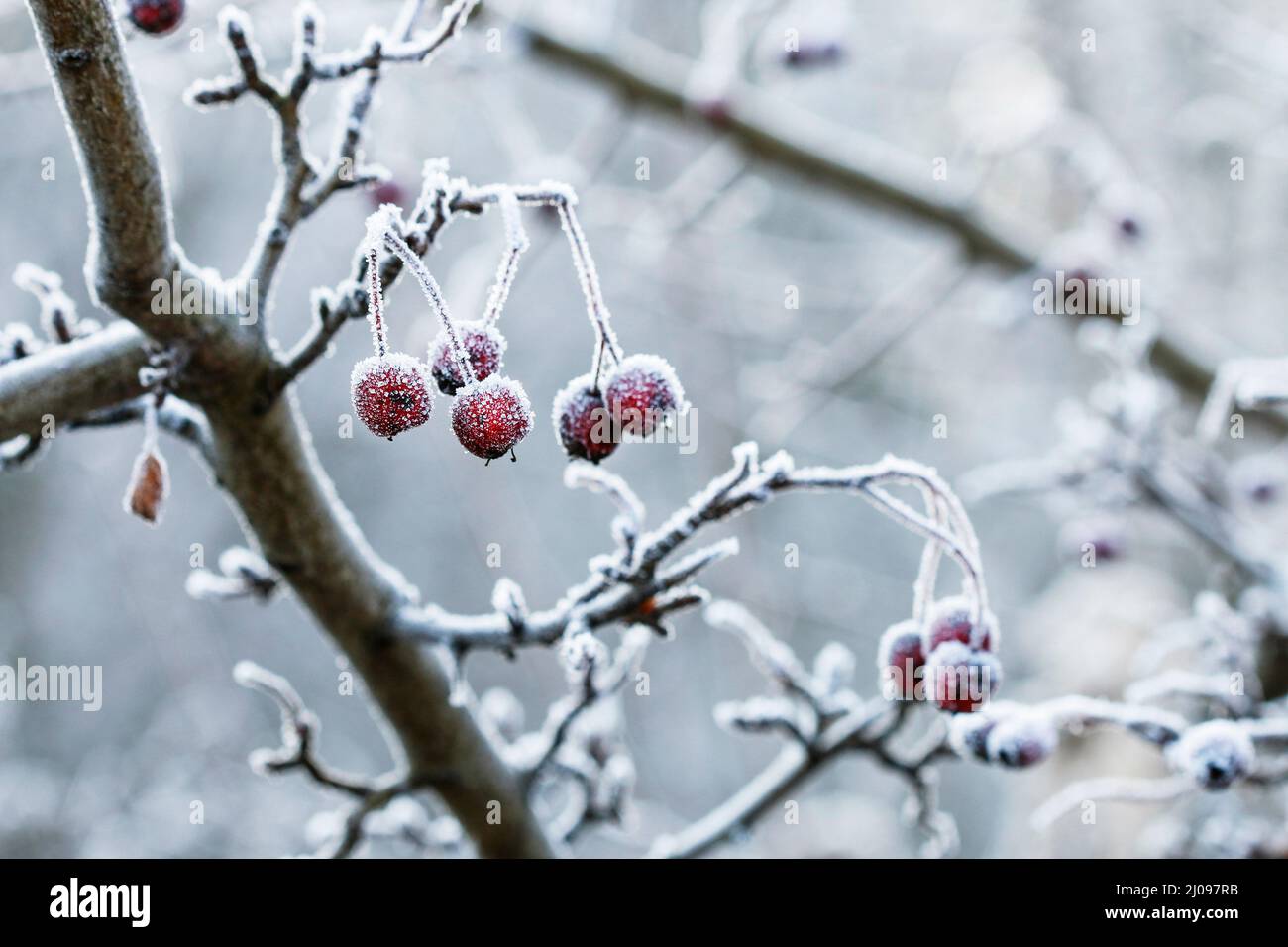 Hawthorn seeds frost hi-res stock photography and images - Alamy