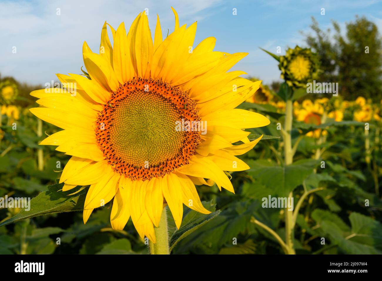 Sunflower face hi-res stock photography and images - Alamy