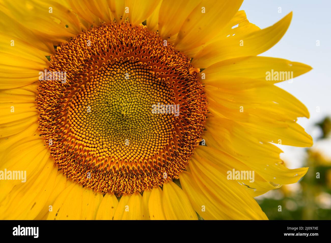 Sunflower face hi-res stock photography and images - Alamy