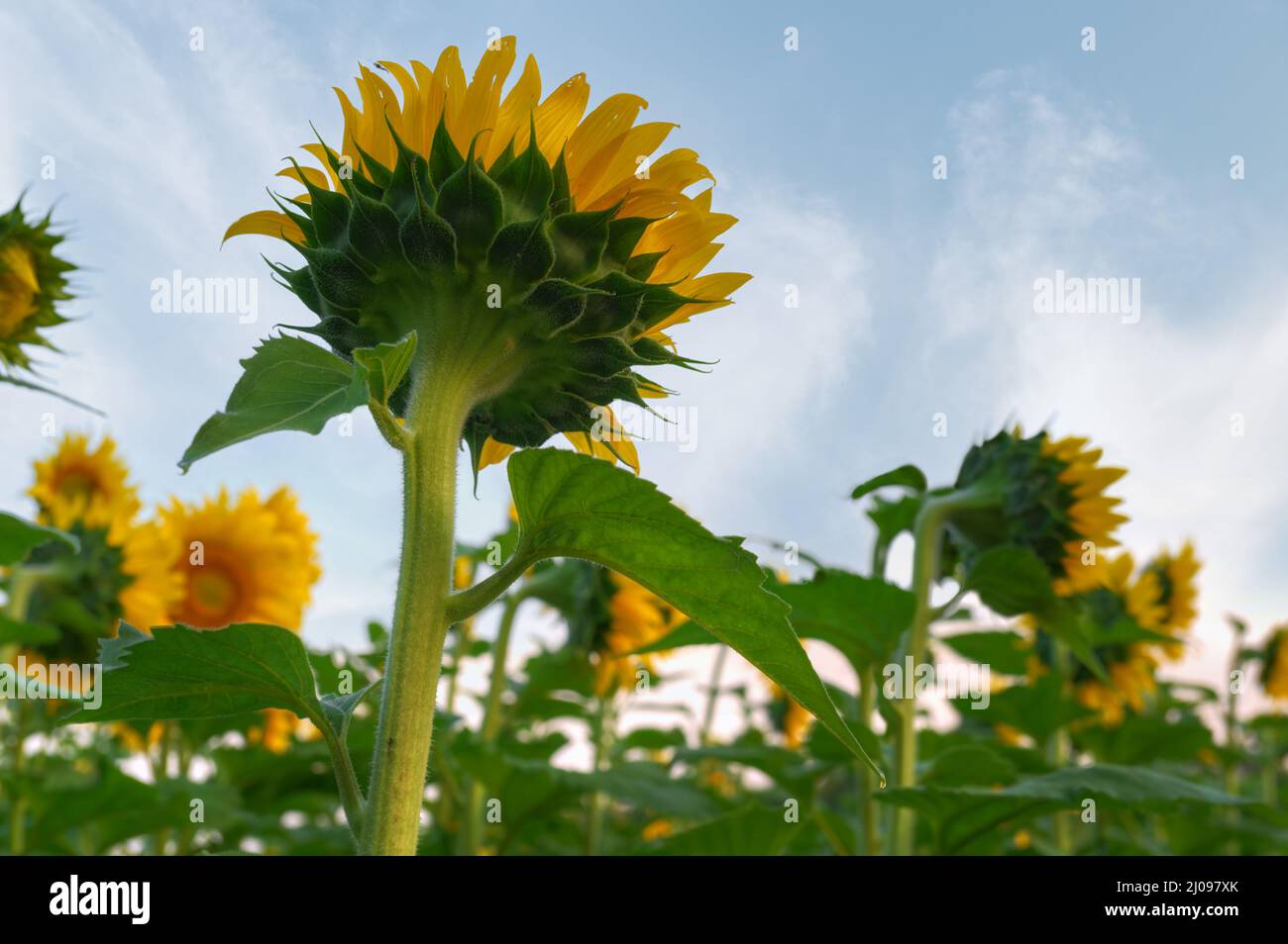 Undersides of leaf hi-res stock photography and images - Alamy