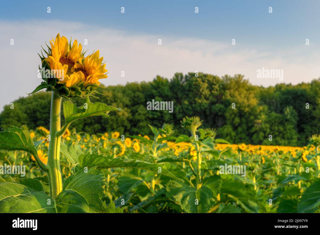 Blooming Sunflower Towers Over Field - summer Stock Photo - Alamy