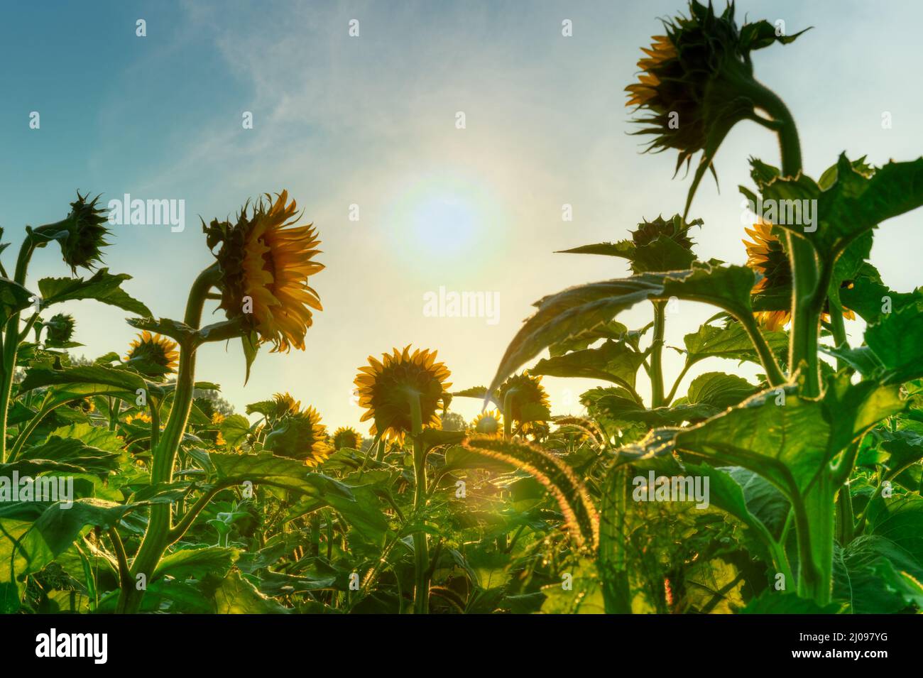 Sunflowers in Field Facing Into the Sun - summer Stock Photo - Alamy