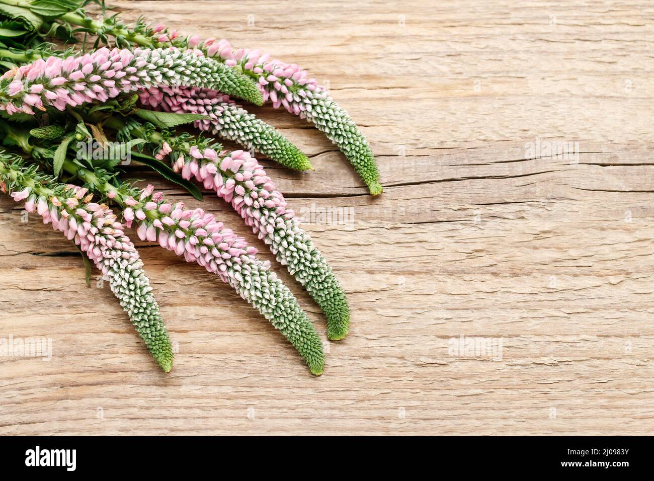 Veronica smart hi-res stock photography and images - Alamy