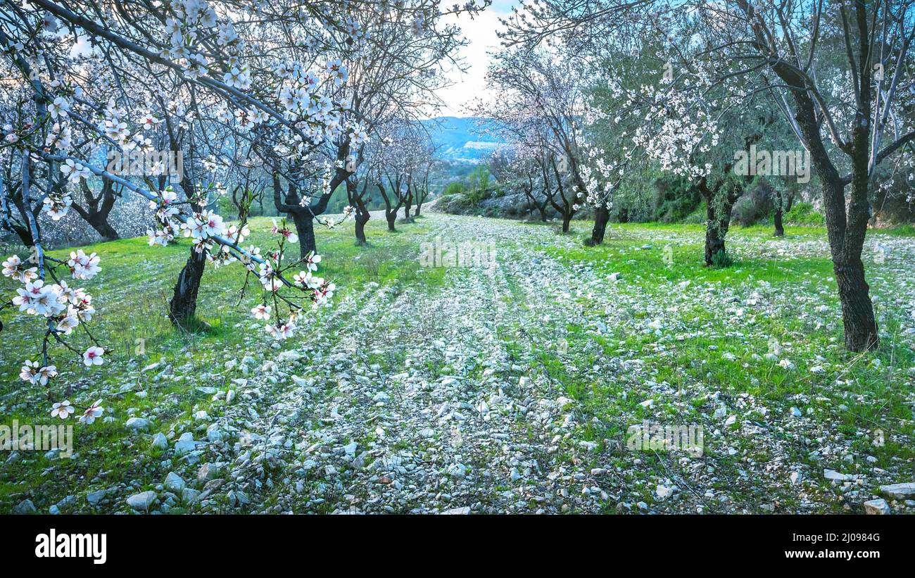 Almond trees orchard in springtime, trees covered with white blossoms ...