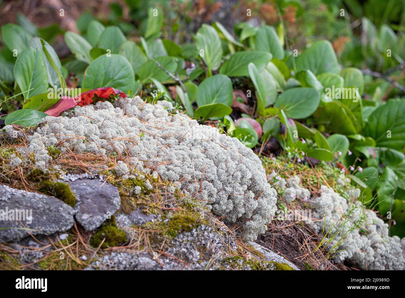 lichens moss and other tundra plants Stock Photo - Alamy