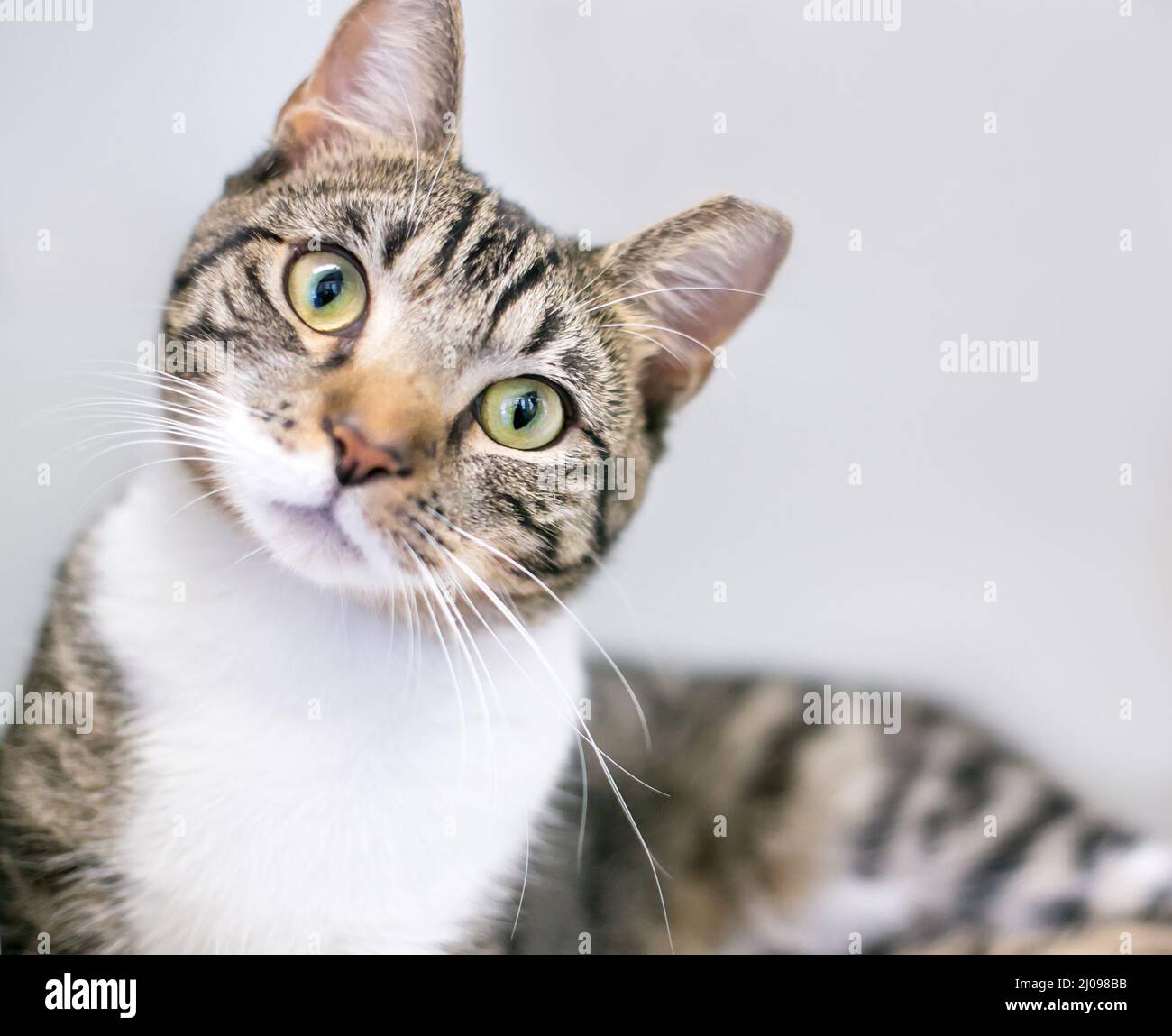 A tabby shorthair cat with its left ear tipped, looking at the camera ...