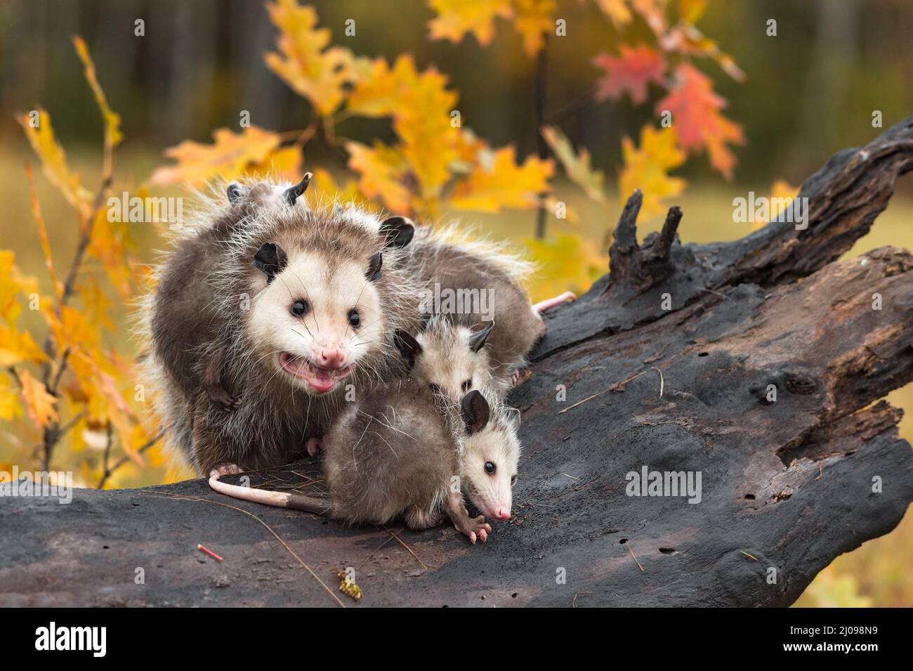 Virginia Opossum Adult (Didelphis virginiana) Mouth Open Joeys All ...