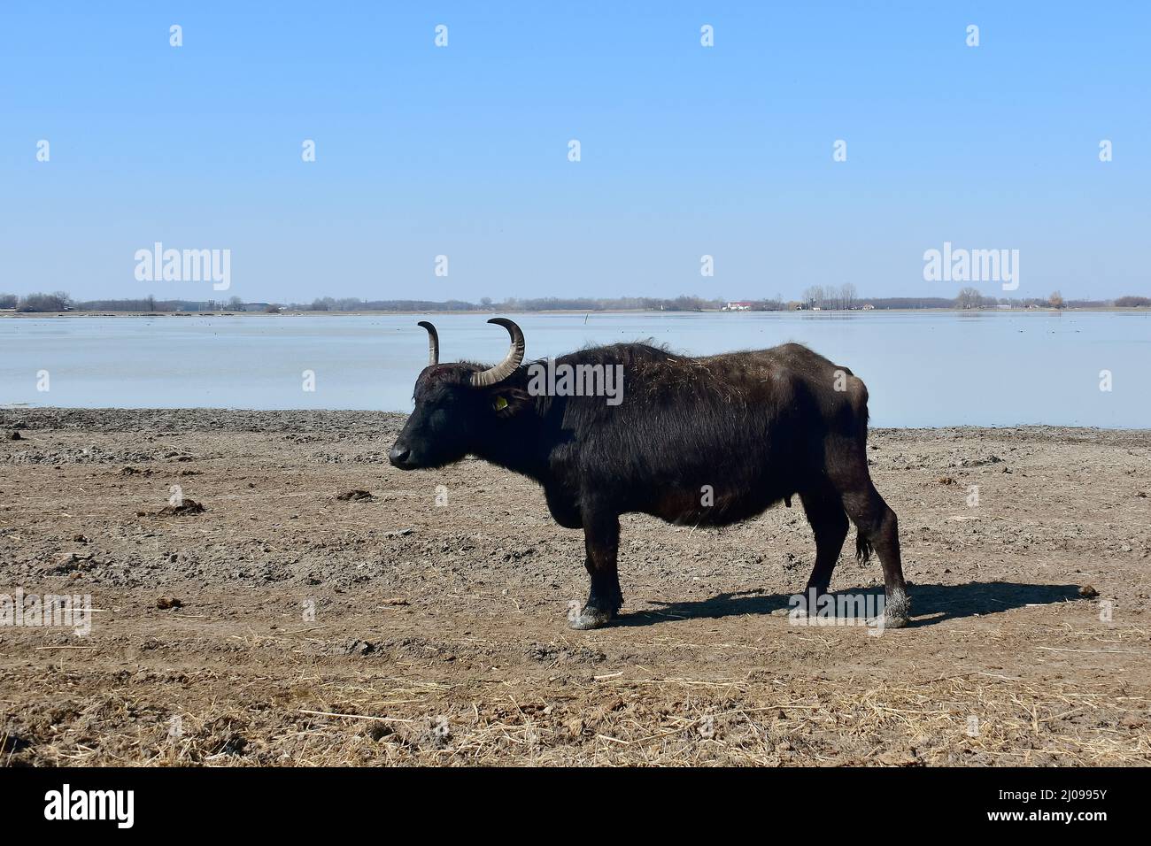 Water buffalo, domestic water buffalo, Wasserbüffel, Bubalus bubalis ...